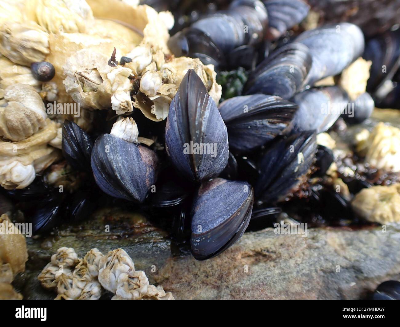 Mytilus trossulus hi-res stock photography and images - Alamy