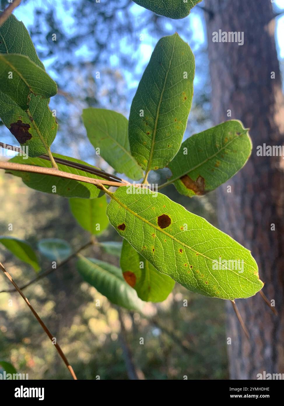 interior live oak (Quercus wislizeni Stock Photo - Alamy