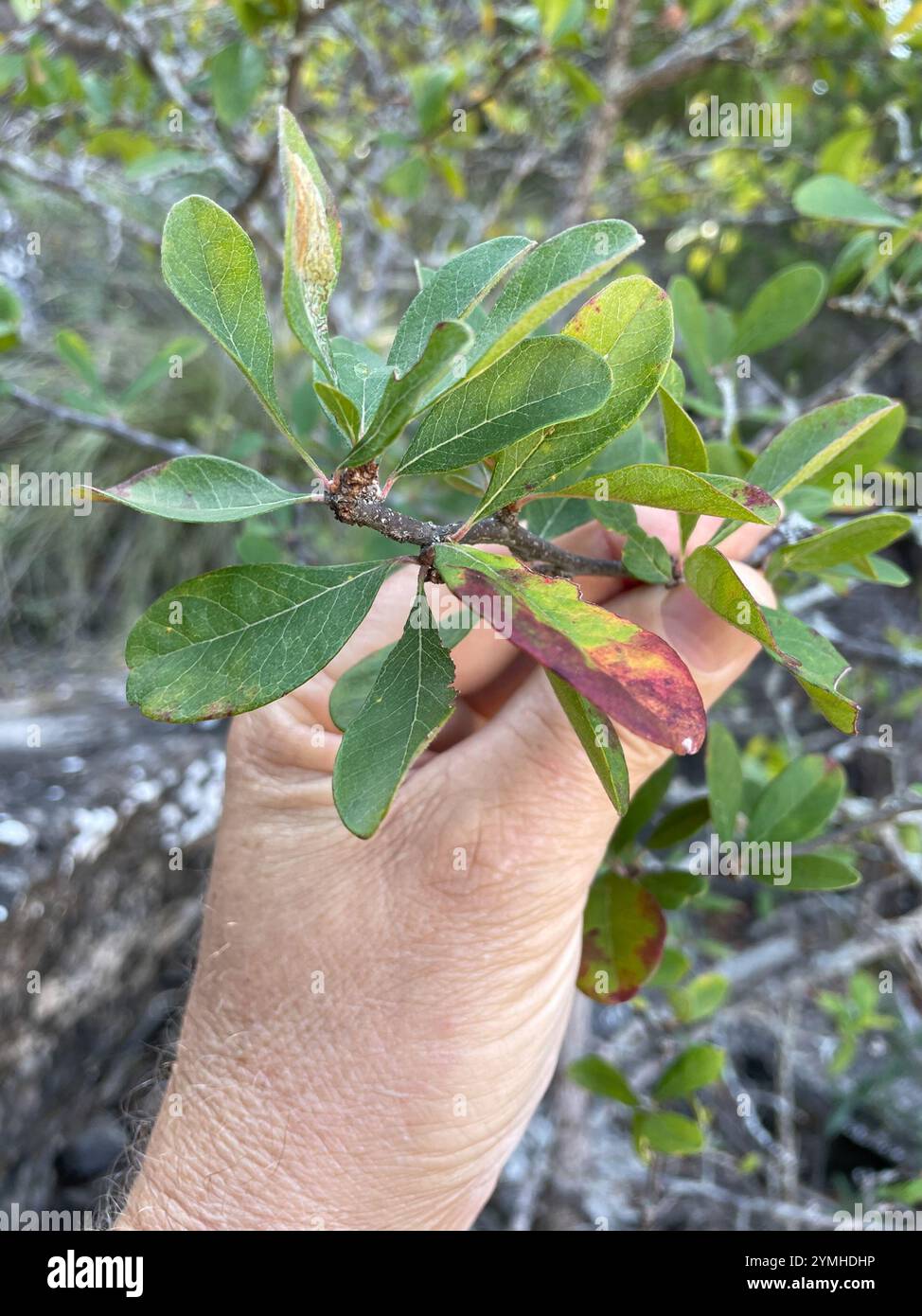 Gum bumelia (Sideroxylon lanuginosum Stock Photo - Alamy