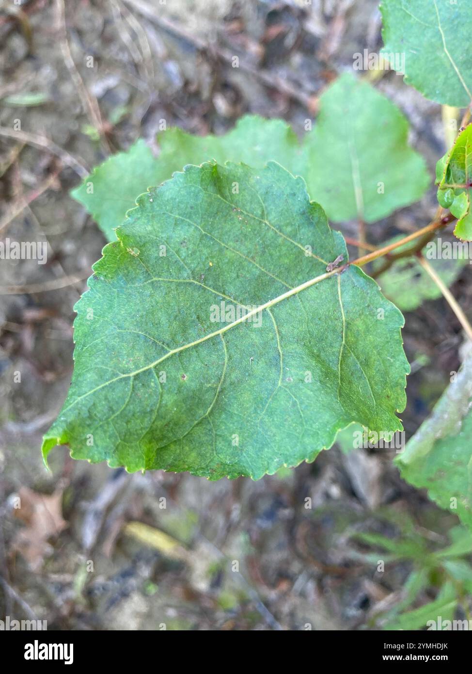 Eastern Cottonwood (Populus deltoides Stock Photo - Alamy