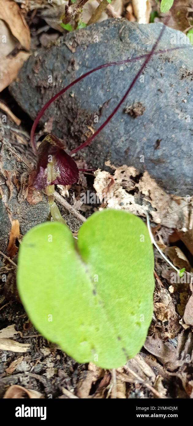 Silver back spider hi-res stock photography and images - Alamy