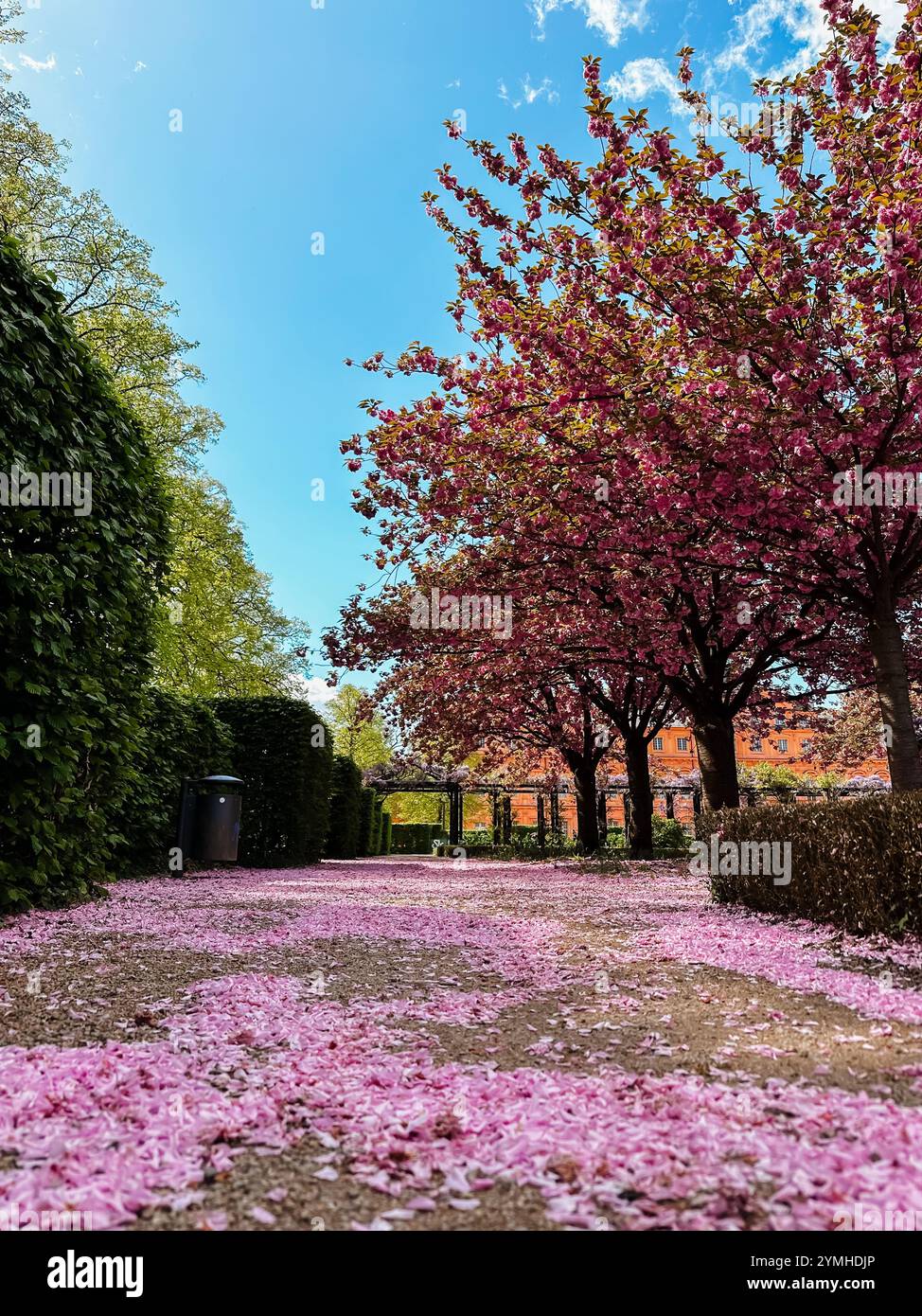 A path is covered in pink flowers and leaves. The flowers are scattered ...