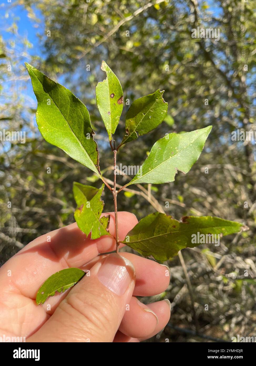 eastern swamp privet (Forestiera acuminata Stock Photo - Alamy