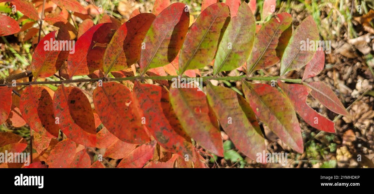 shining sumac (Rhus copallinum Stock Photo - Alamy