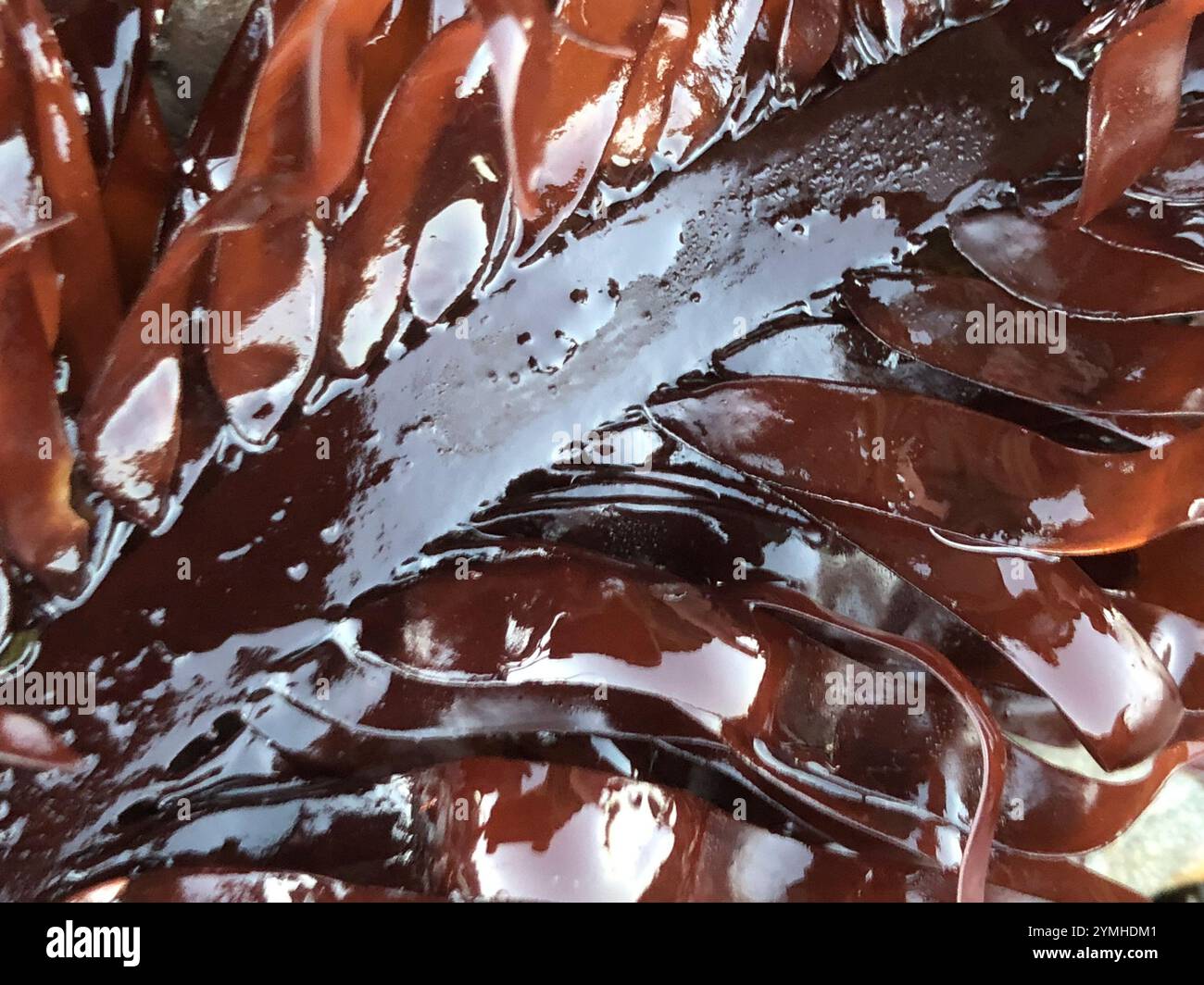 Prionitis hi-res stock photography and images - Alamy