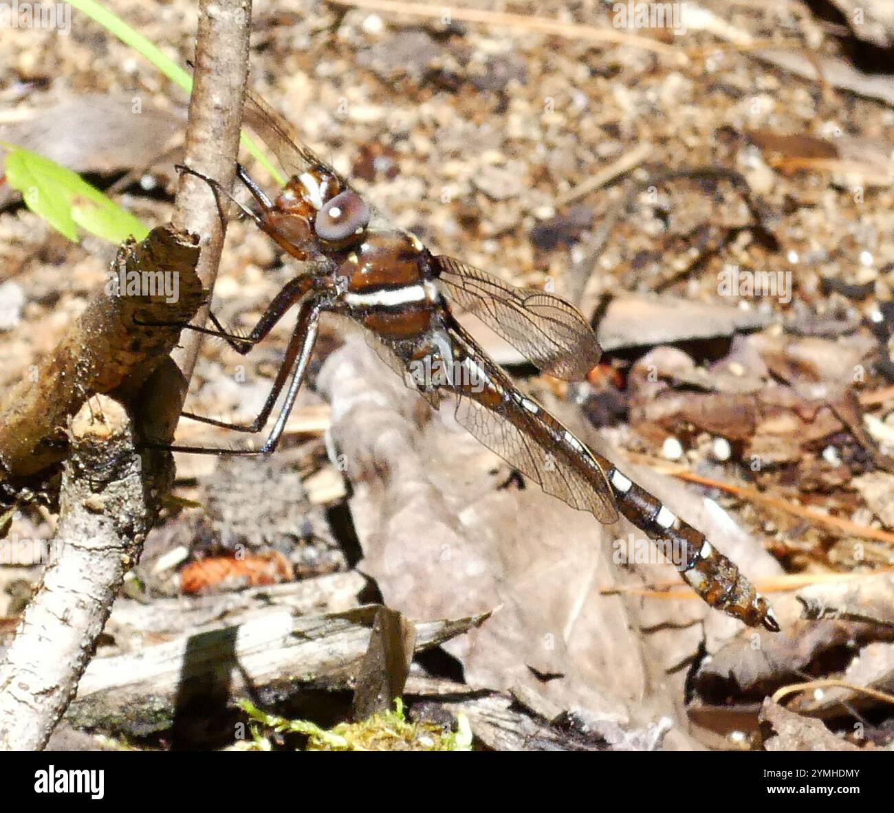 Stream Cruiser (Didymops transversa Stock Photo - Alamy