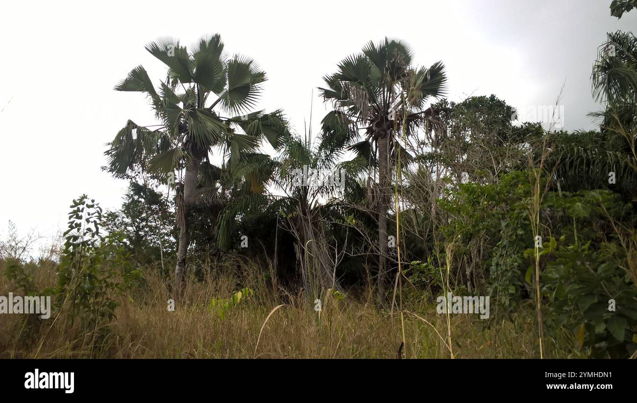 borassus palm (Borassus aethiopum Stock Photo - Alamy