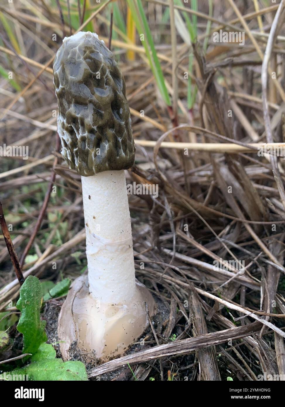 common stinkhorn (Phallus impudicus Stock Photo - Alamy