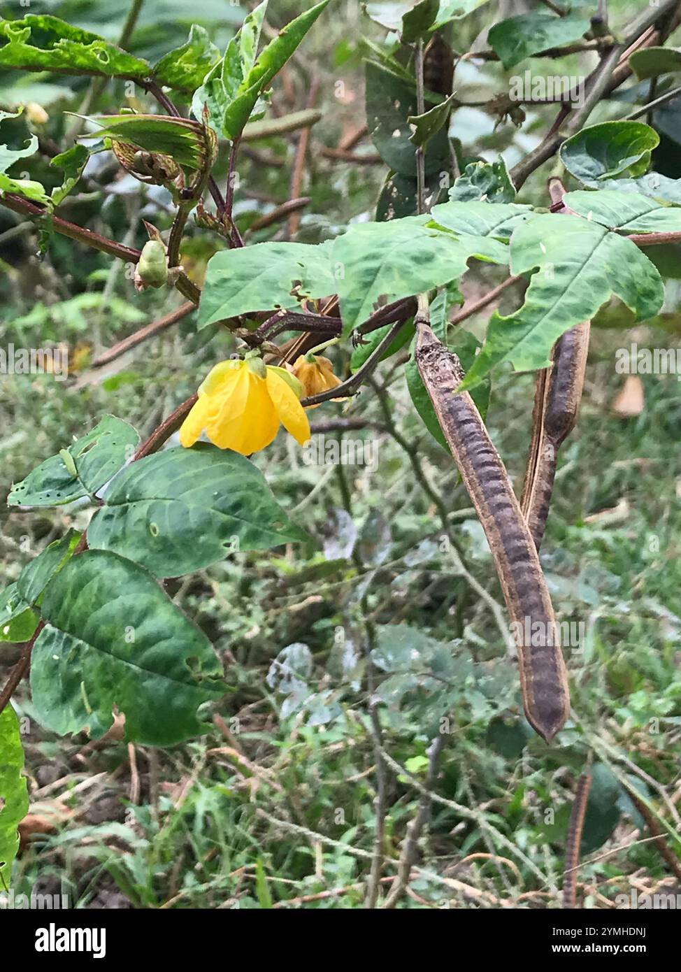 Coffee Senna (Senna occidentalis Stock Photo - Alamy