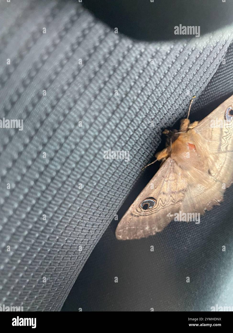 Southern Moon Moth (Dasypodia selenophora Stock Photo - Alamy