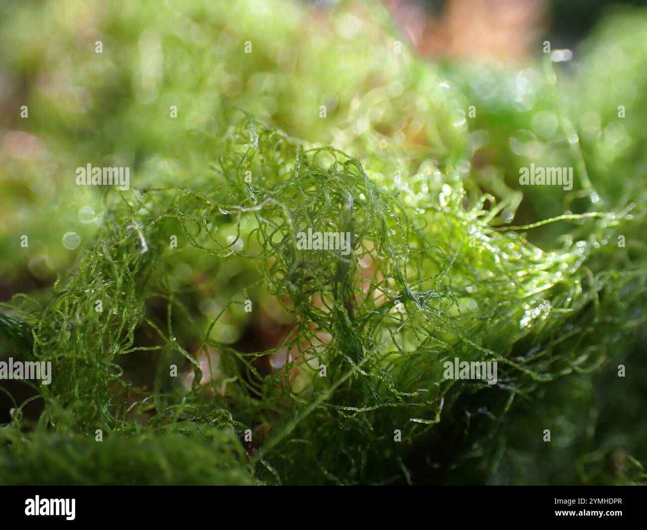 green algae (Chlorophyta Stock Photo - Alamy