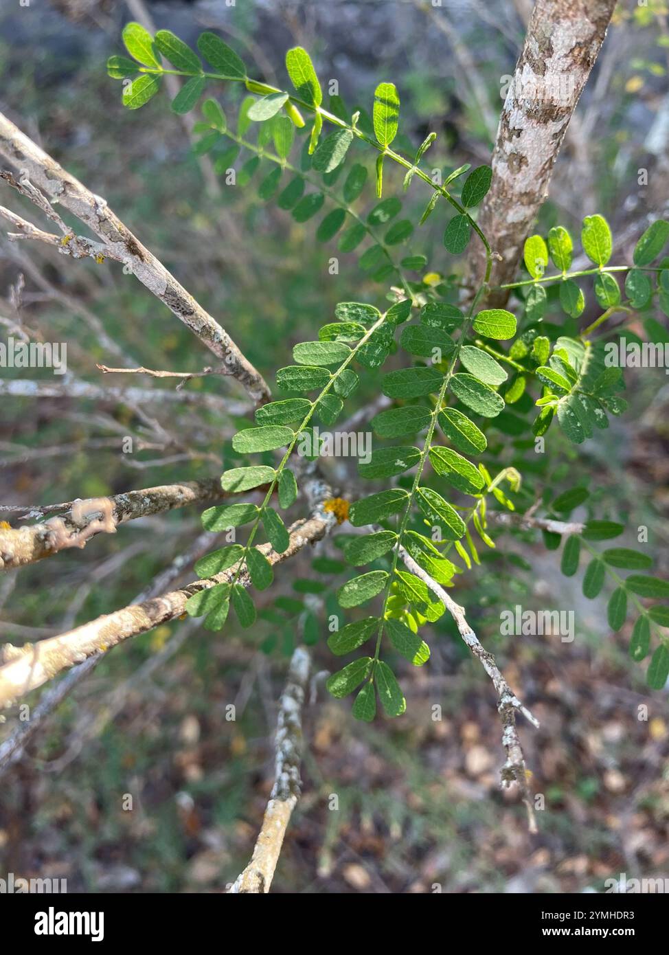 Texas Kidneywood (Eysenhardtia texana Stock Photo - Alamy