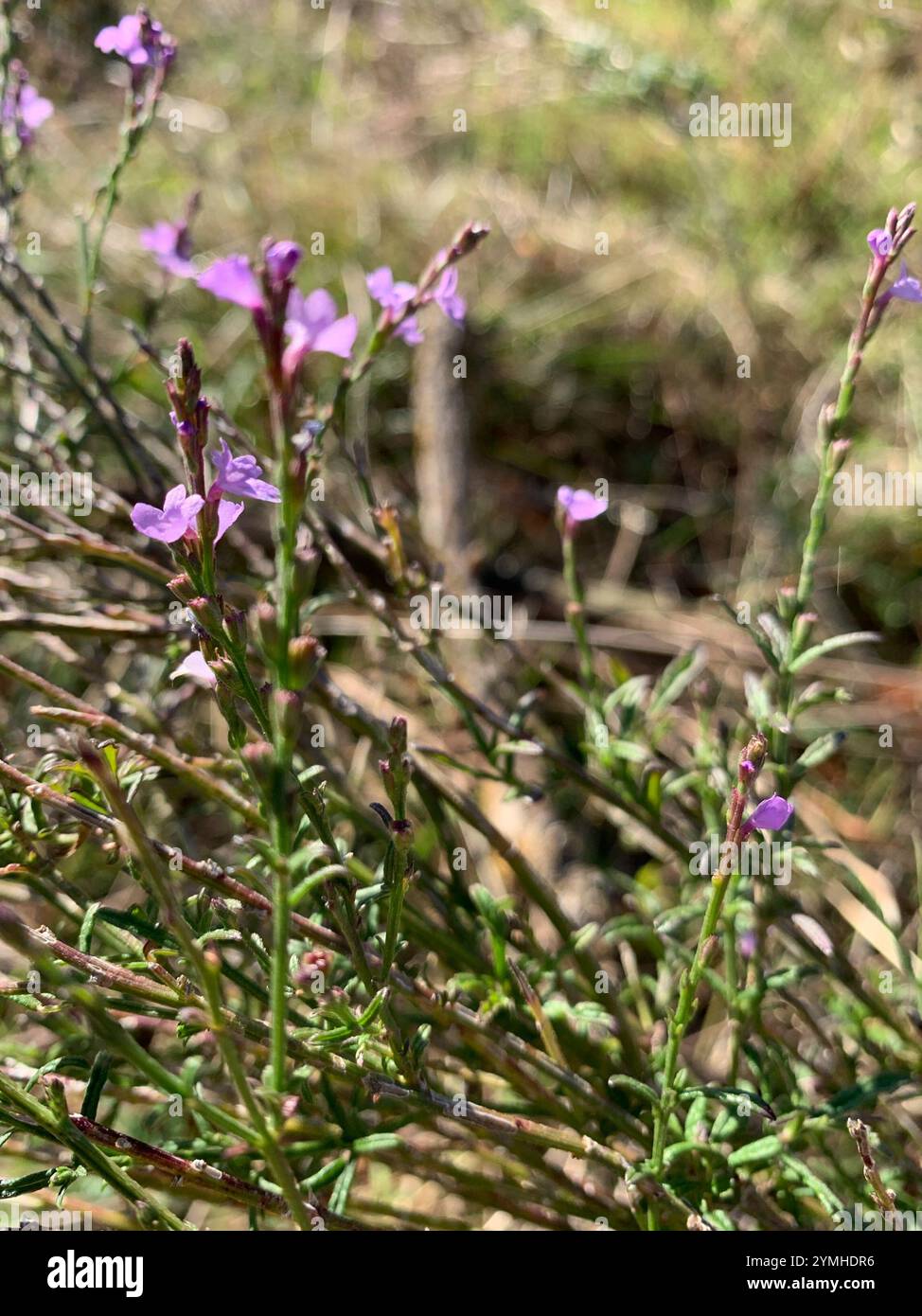Texas vervain (Verbena halei Stock Photo - Alamy
