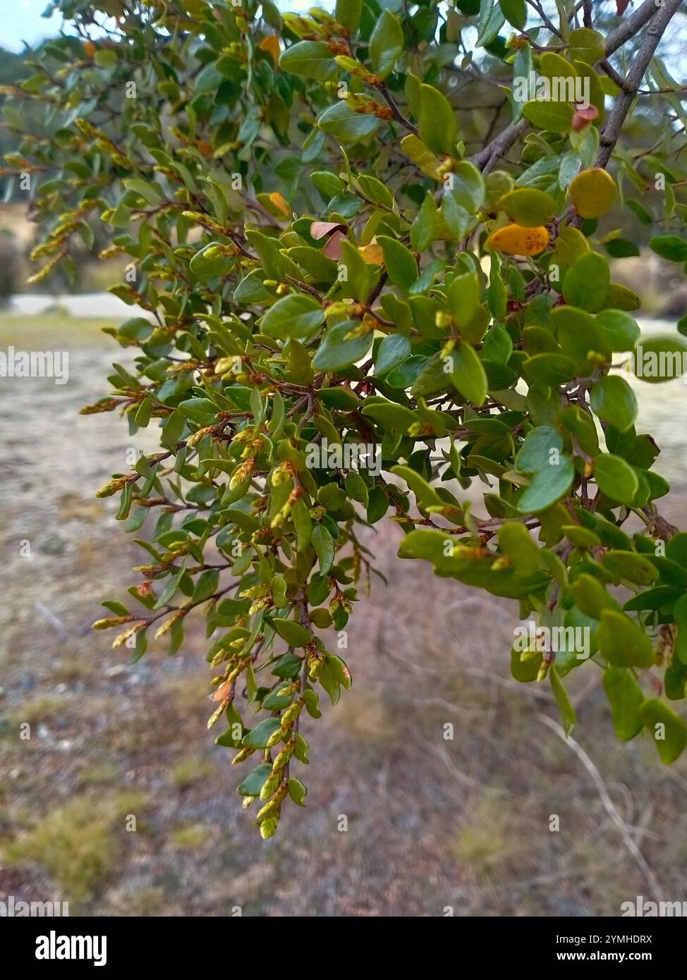 Mountain beech (Nothofagus cliffortioides Stock Photo - Alamy