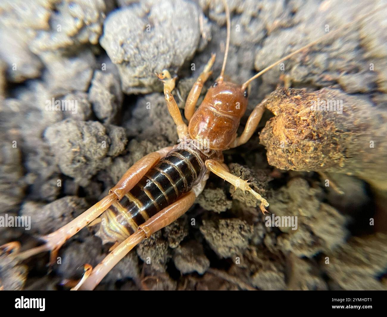 Jerusalem crickets hi-res stock photography and images - Alamy