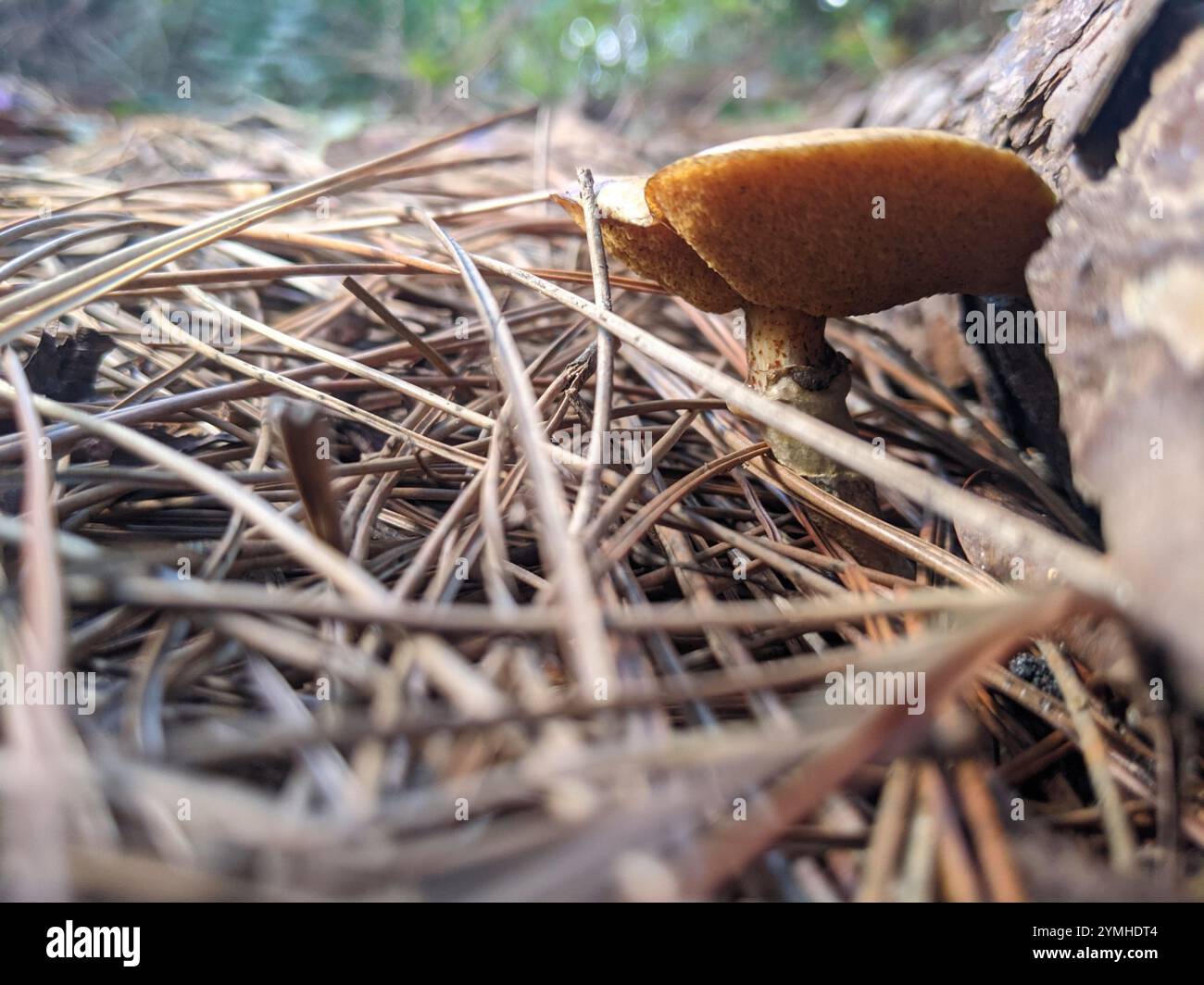 Slippery Jacks (Suillus Stock Photo - Alamy