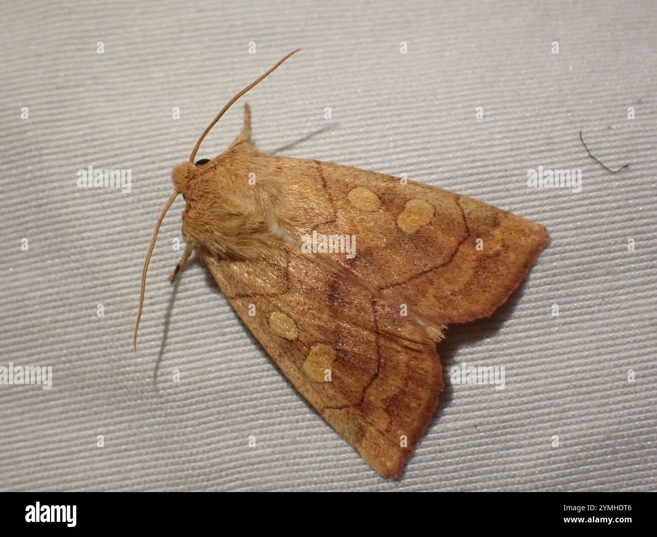 Aspen Twoleaf Tier Moth (Enargia decolor Stock Photo - Alamy