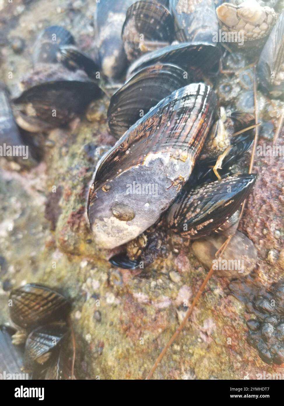 California Mussel (Mytilus californianus Stock Photo - Alamy