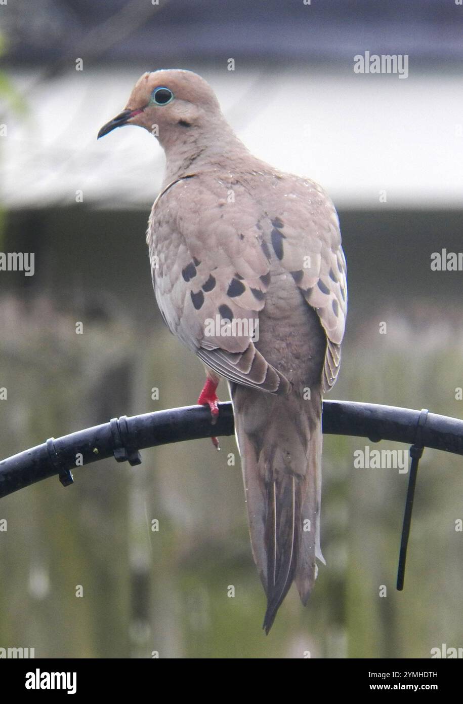 Mourning Dove (Zenaida macroura Stock Photo - Alamy