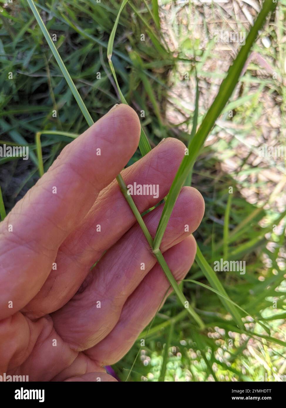 Slender Rat's Tail Grass (Sporobolus creber Stock Photo - Alamy