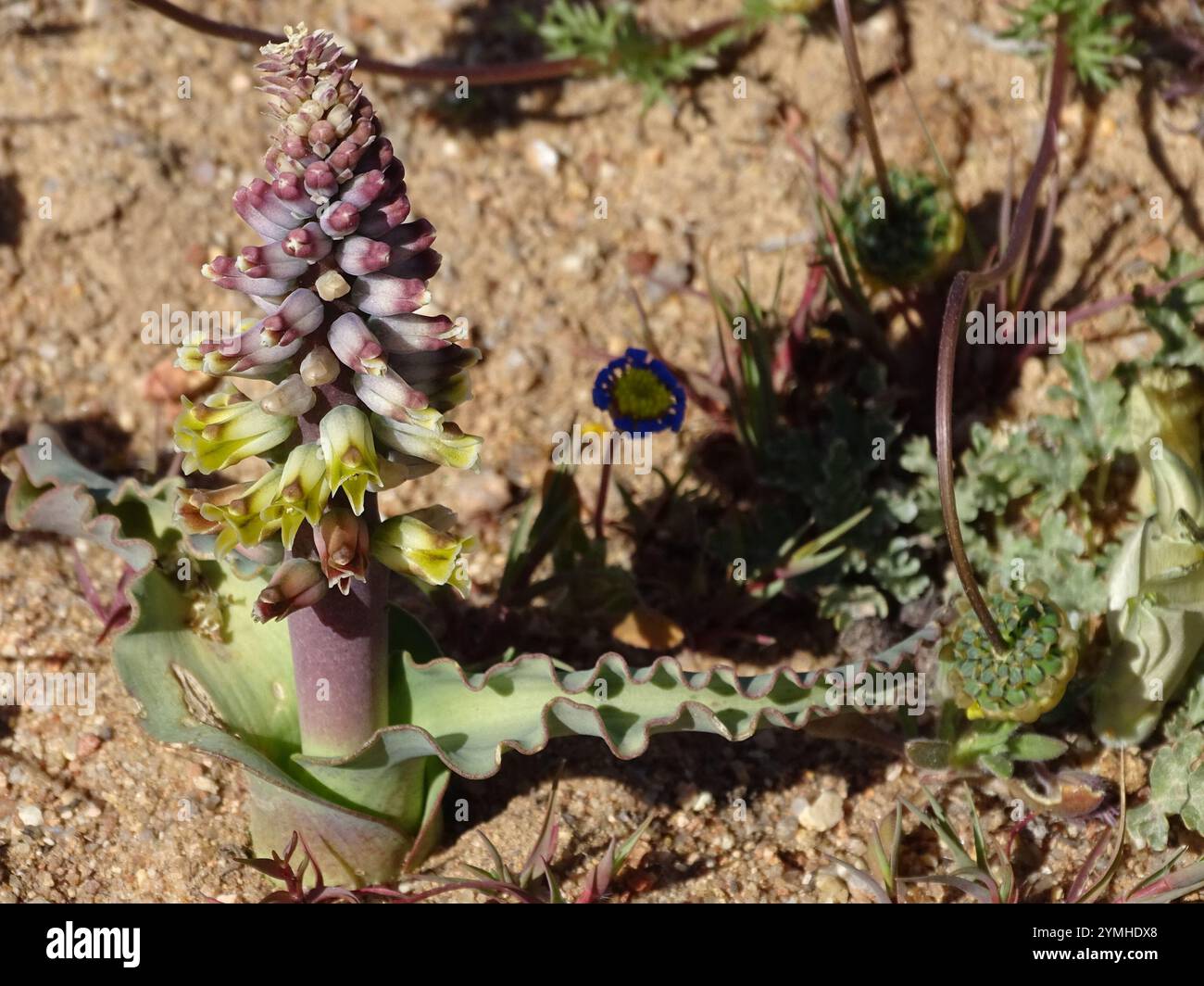 Lachenalia mutabilis hi-res stock photography and images - Alamy
