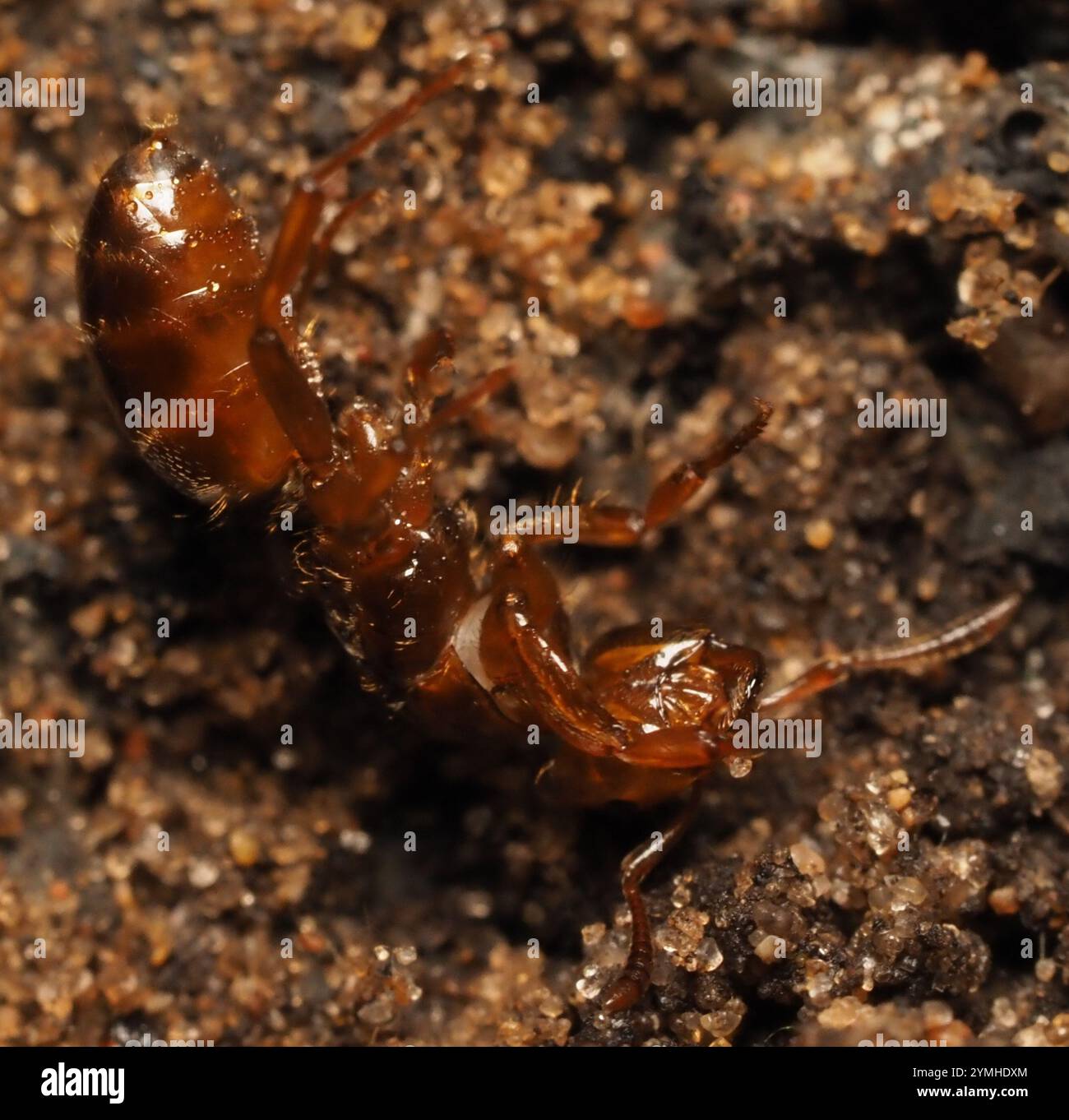 Common Citronella Ant (Lasius claviger Stock Photo - Alamy