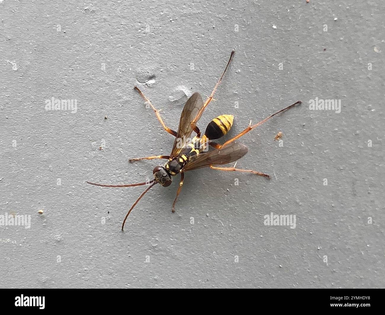 Spider Wasps (Pompilidae Stock Photo - Alamy