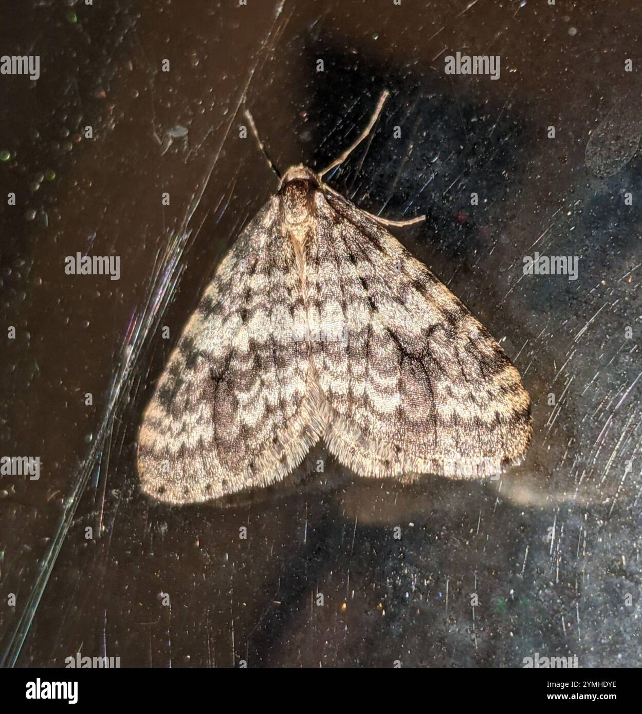 Western Bruce Spanworm (Operophtera occidentalis Stock Photo - Alamy