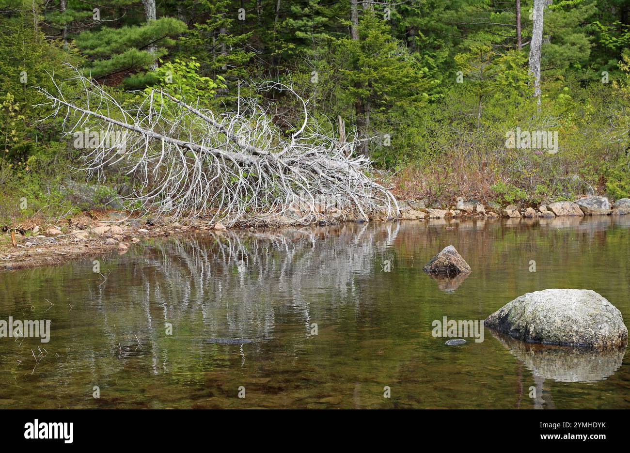 Dry tree on Eagle Lake - Acadia National Park, Maine Stock Photo - Alamy