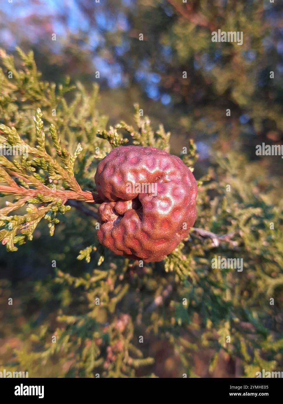 juniper-apple rust (Gymnosporangium juniperi-virginianae Stock Photo ...