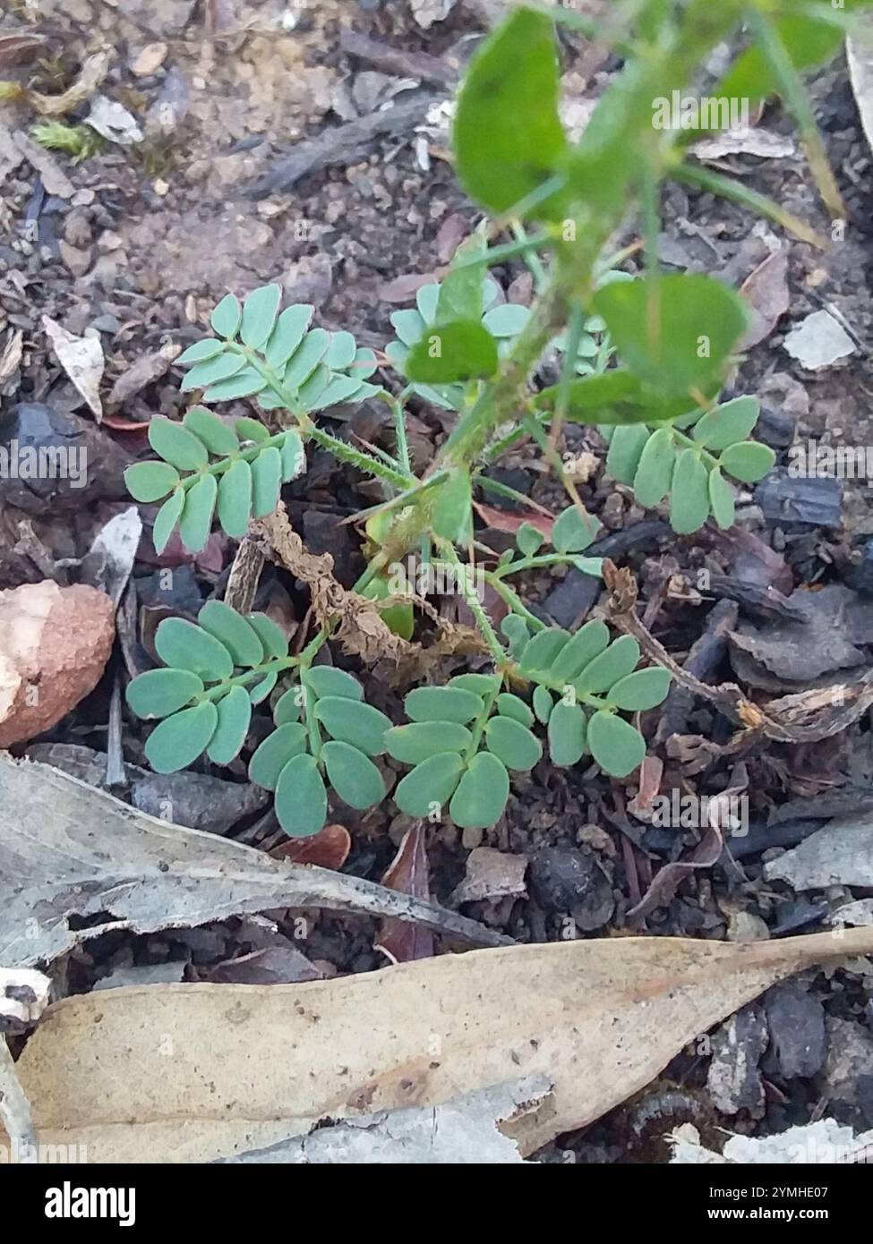 Kangaroo thorn (Acacia paradoxa Stock Photo - Alamy