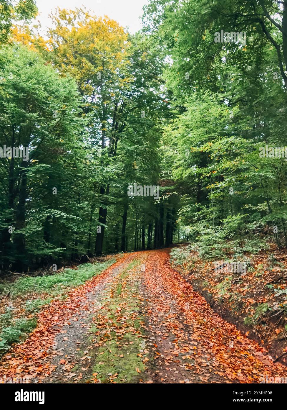 A forest path with leaves on the ground. The leaves are orange and ...