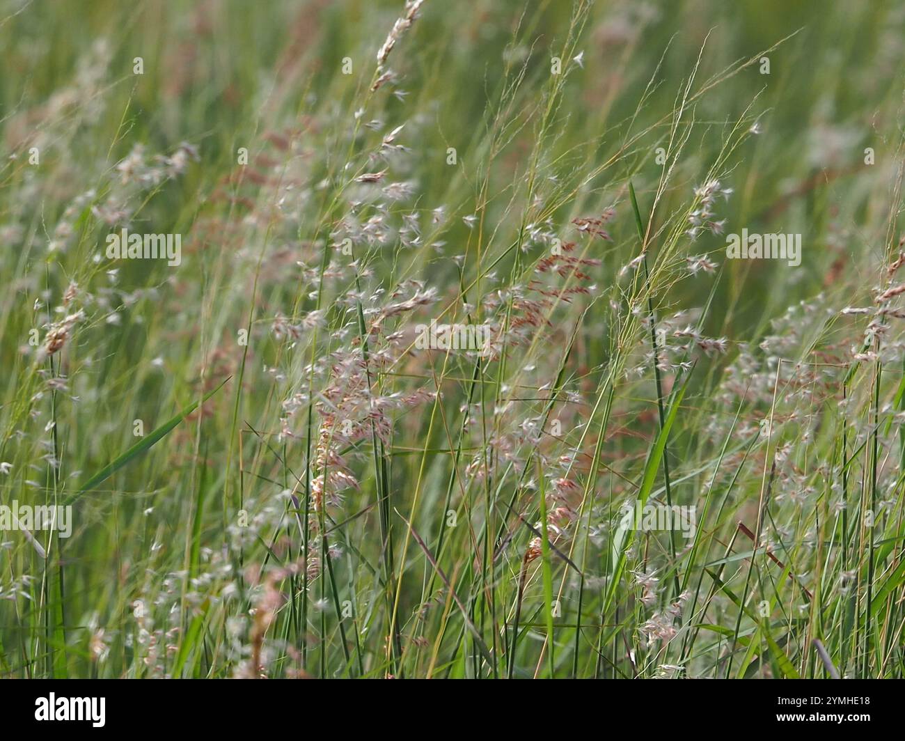 Natal grass (Melinis repens Stock Photo - Alamy