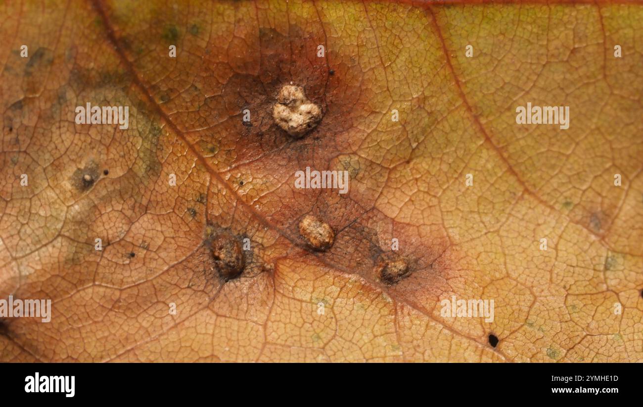 oak flake gall wasp (Neuroterus quercusverrucarum Stock Photo - Alamy