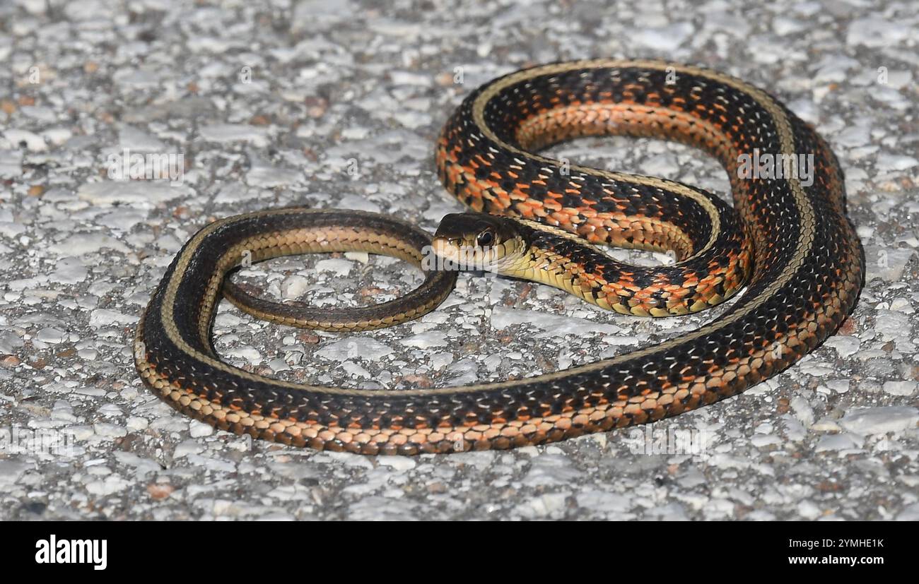 Common Garter Snake (Thamnophis sirtalis Stock Photo - Alamy