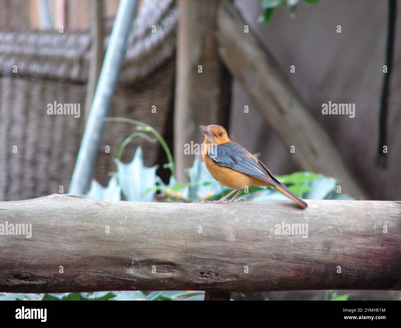 Natal Redcap Robinchat (Cossypha natalensis natalensis Stock Photo - Alamy