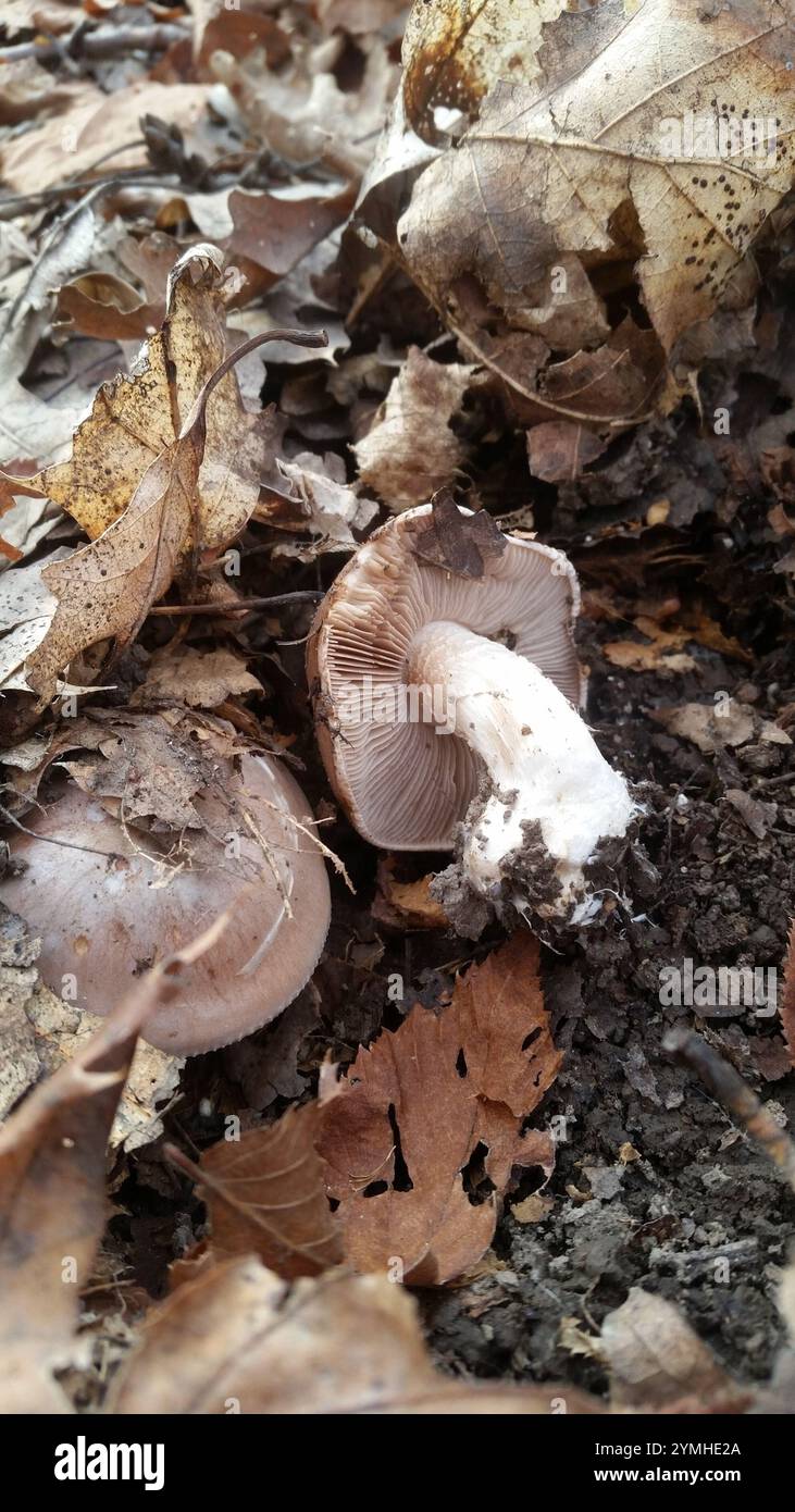 Hebeloma sinapizans hi-res stock photography and images - Alamy