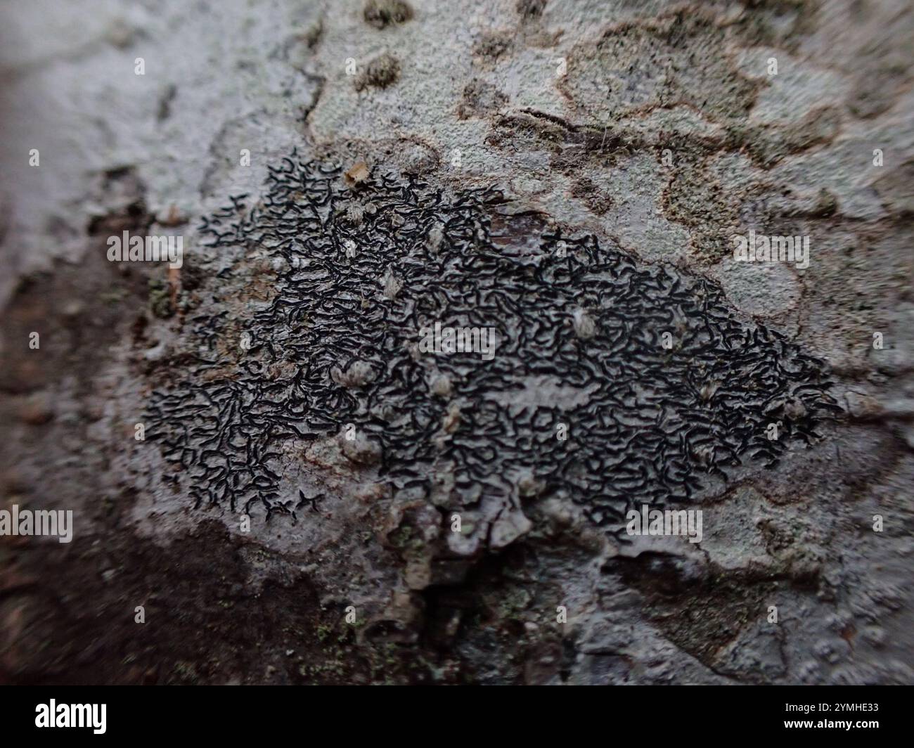 Common Script Lichen (Graphis scripta Stock Photo - Alamy