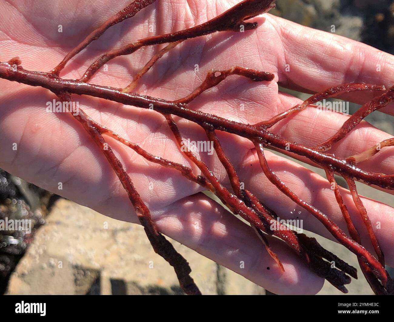red algae (Rhodophyta Stock Photo - Alamy