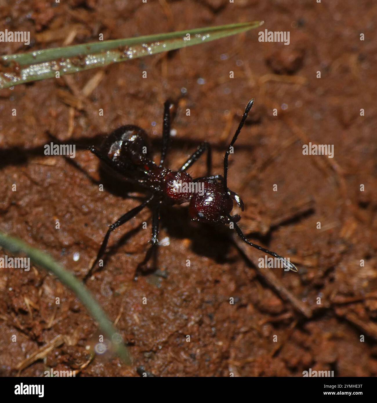 Natal droptail ant (Myrmicaria natalensis Stock Photo - Alamy