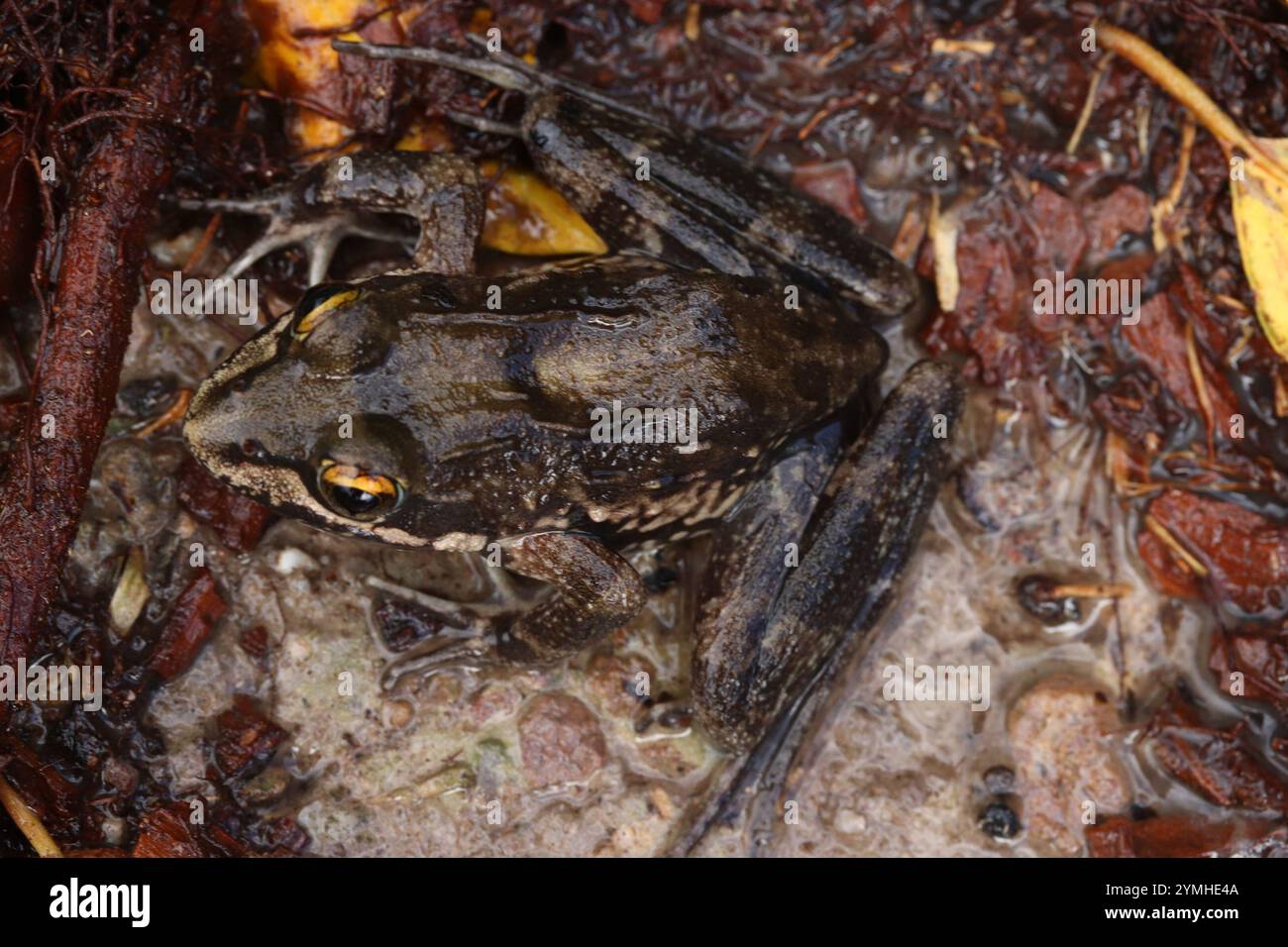 River Frogs (Amietia Stock Photo - Alamy