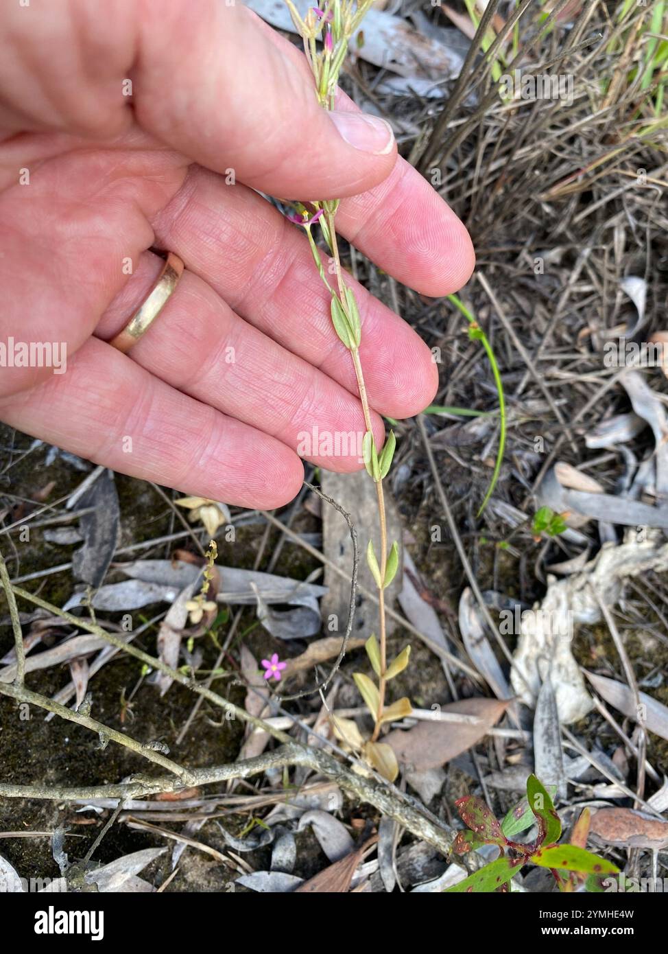 Common centaury (Centaurium erythraea Stock Photo - Alamy