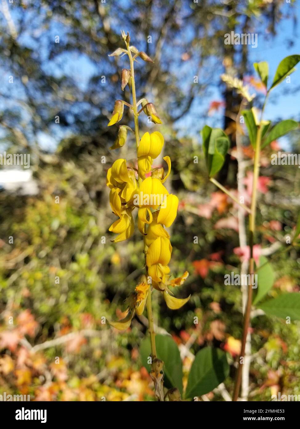 Crotalaria pallida hi-res stock photography and images - Alamy