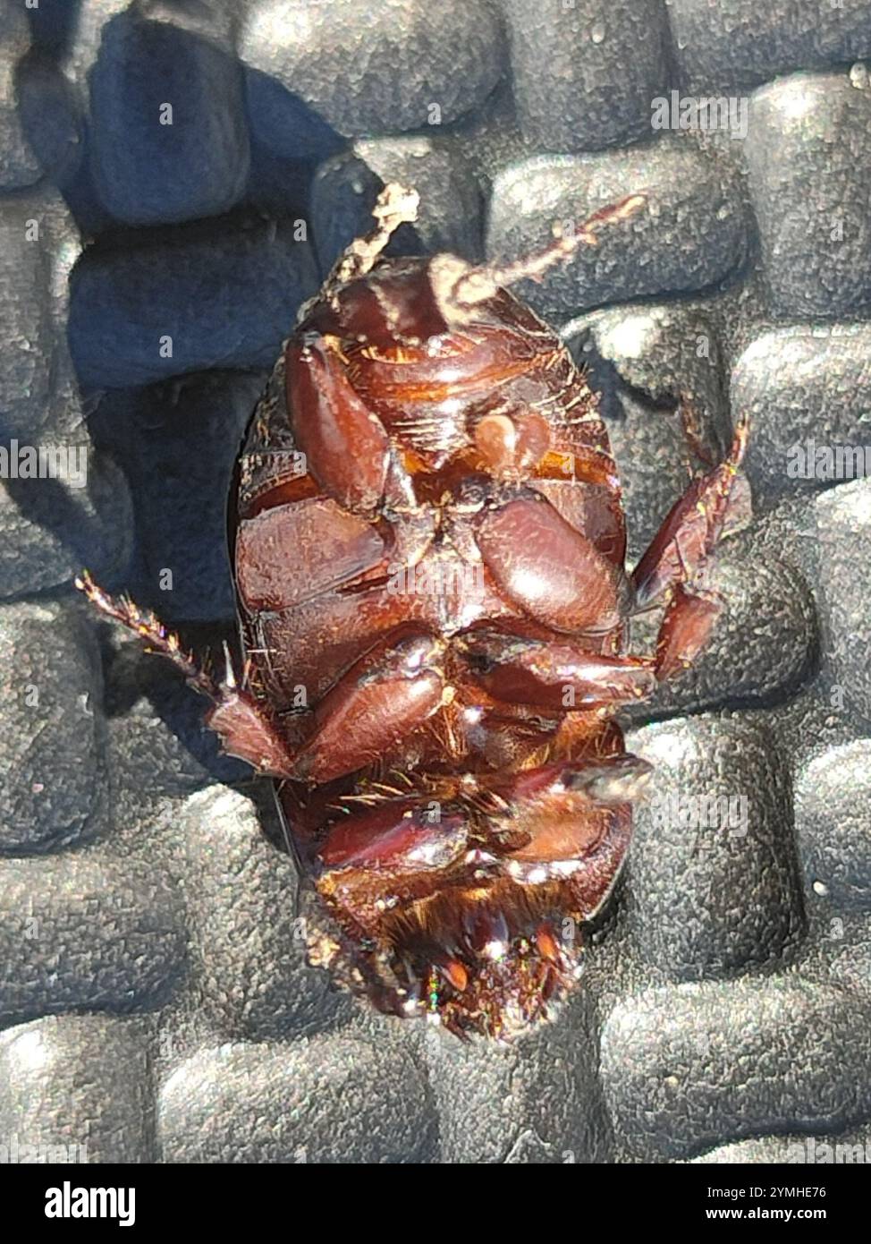 African Black Beetle (Heteronychus arator Stock Photo - Alamy