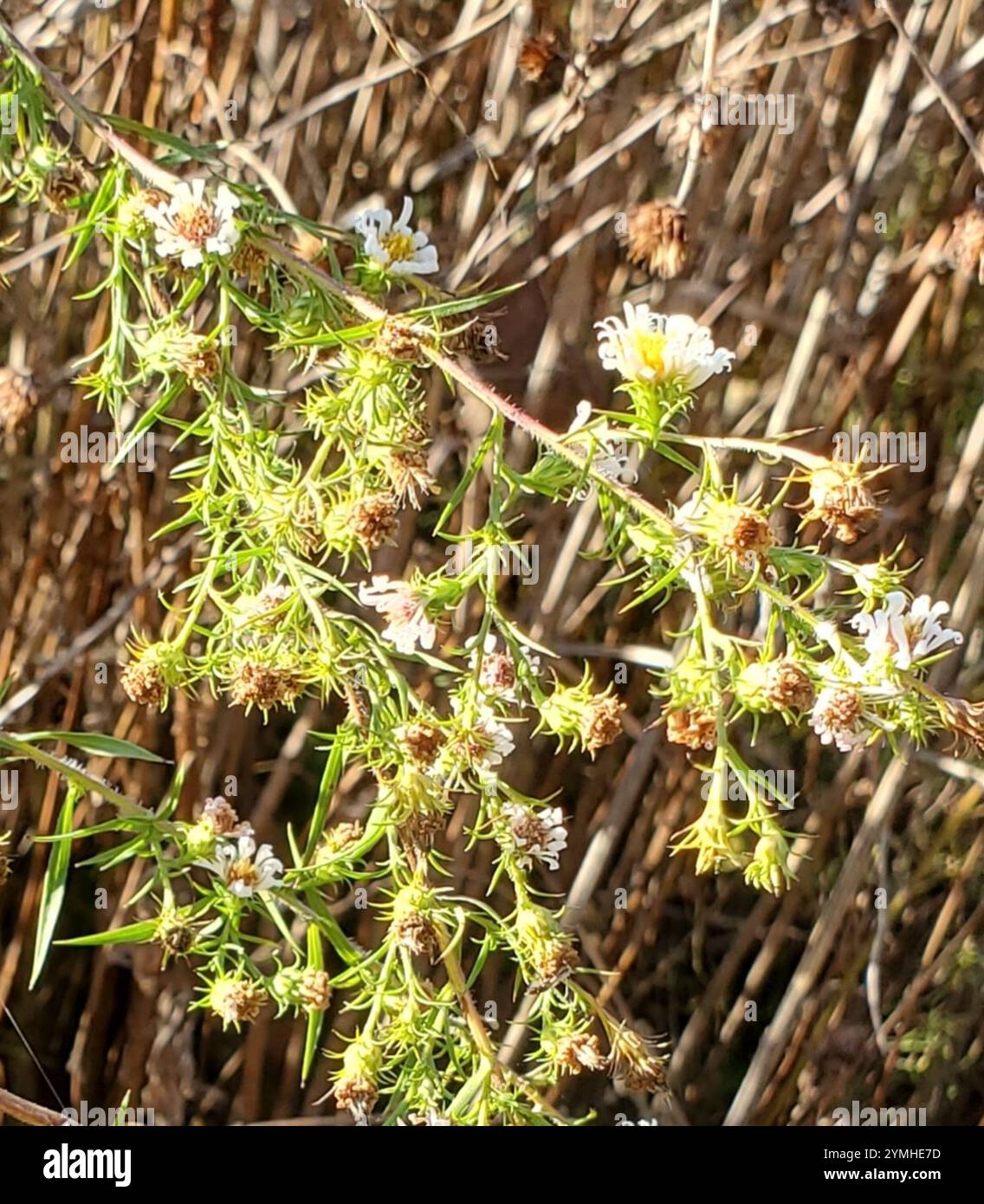hairy white oldfield aster (Symphyotrichum pilosum Stock Photo - Alamy