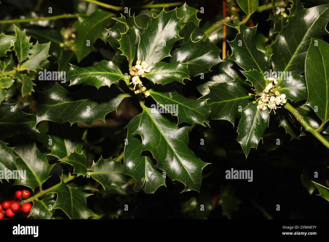 European holly (Ilex aquifolium Stock Photo - Alamy