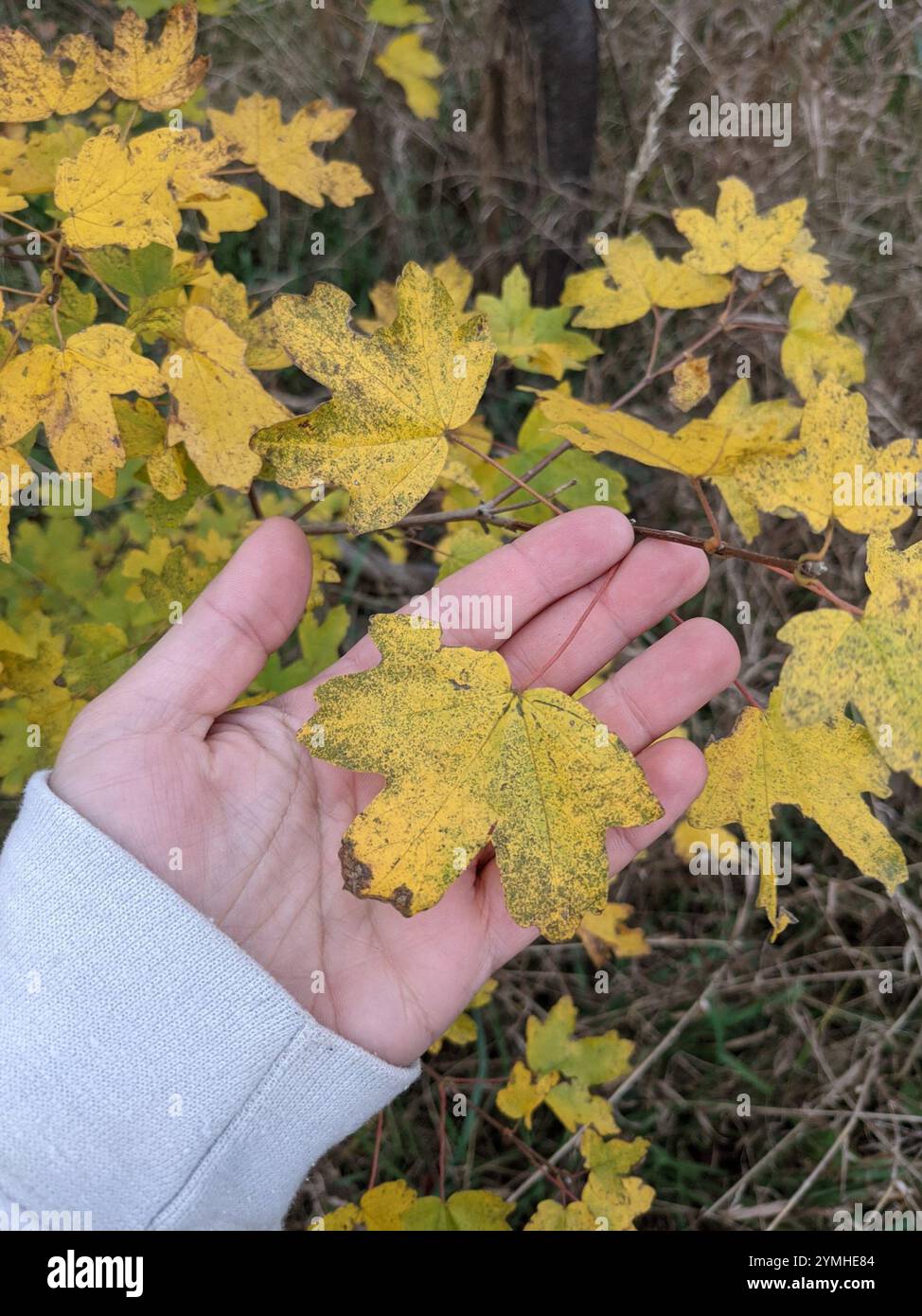 field maple (Acer campestre Stock Photo - Alamy