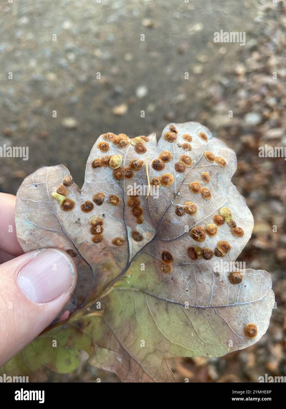Common Spangle Gall Wasp (Neuroterus quercusbaccarum Stock Photo - Alamy