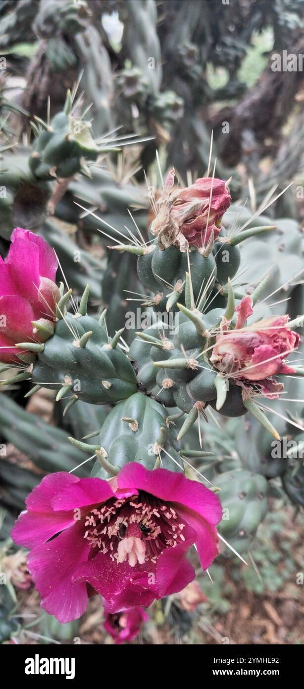 tree cholla (Cylindropuntia imbricata Stock Photo - Alamy