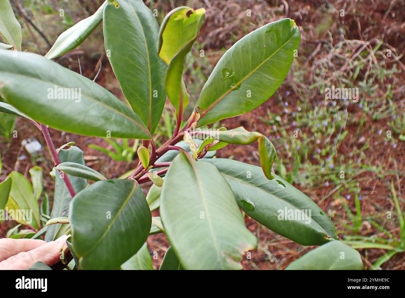 Cape beech (Rapanea melanophloeos Stock Photo - Alamy
